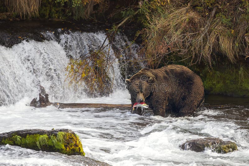 Bear Catching Fish in Waterfall Stock Image - Image of alaska ...