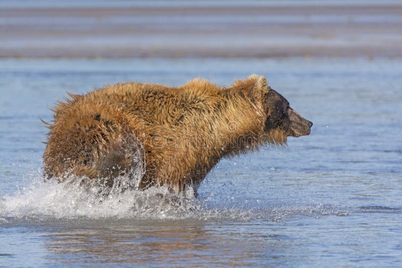 Bear Chasing fish stock image. Image of natural, biology - 63427191