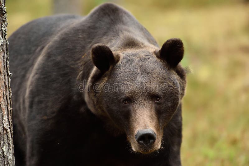 Bear Close-up. Brown Bear Portrait Stock Photo - Image of eyes, danger ...