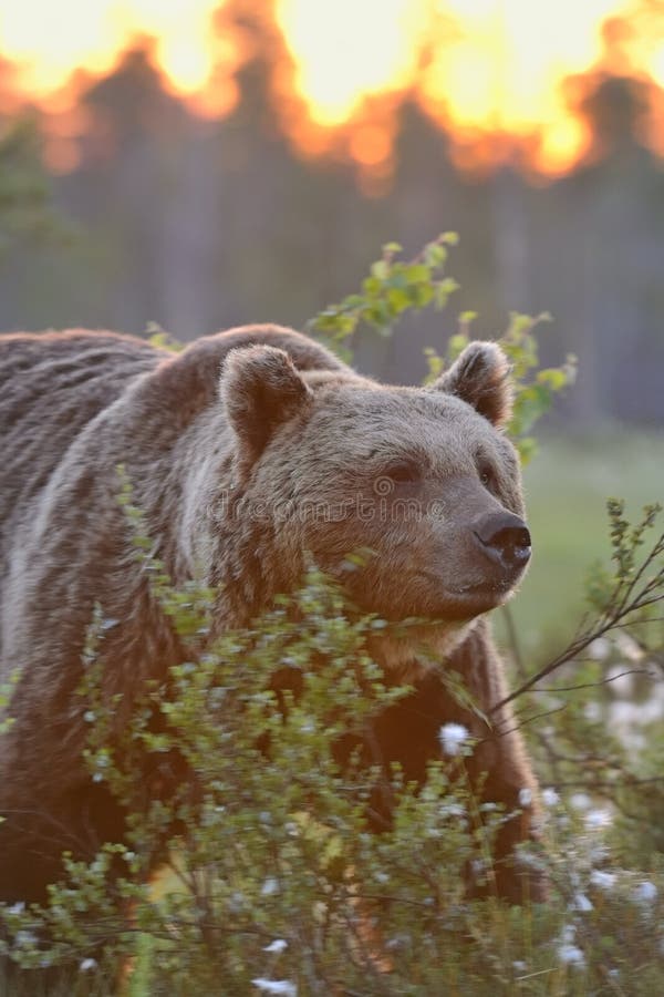 Bear contra sunset stock photo. Image of male, bear, swamp - 22299336