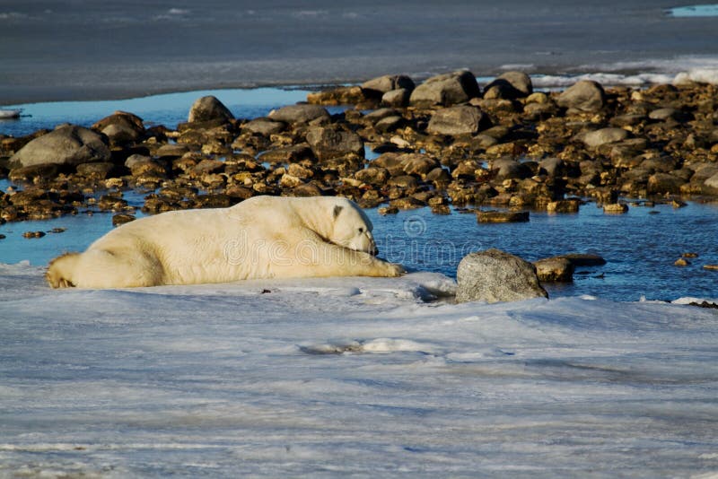 Bear Cooling Off by Laying on Ice Stock Image - Image of cuddly ...