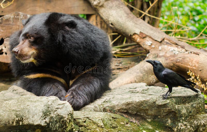 Bear and Crow. stock photo. Image of largebilled, life - 33727982