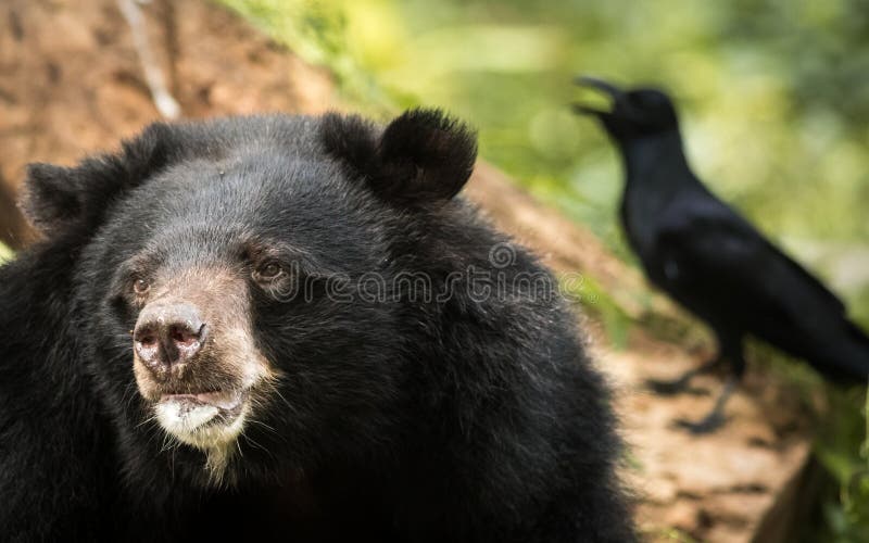 Bear and Crow. stock photo. Image of largebilled, life - 33727982