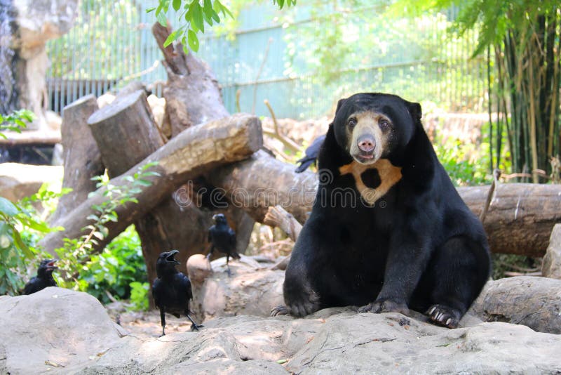 Bear with crow stock photo. Image of white, front, portrait - 71036986