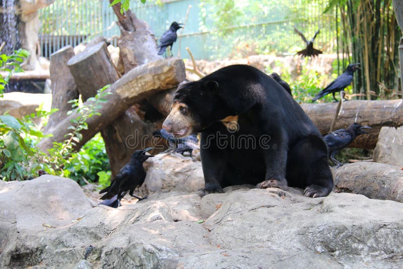 Bear with crow stock image. Image of dangerous, mammal - 71037405