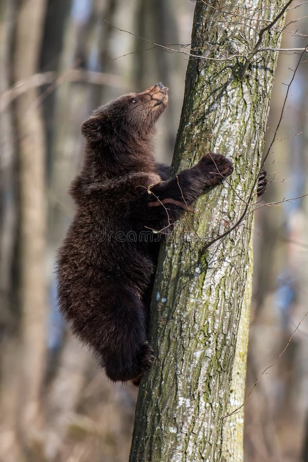 Bear Cub Clings To the Side of the Tree Stock Photo - Image of summer ...
