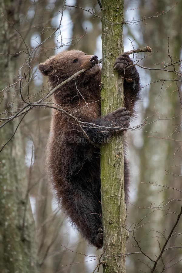 Bear Cub Clings To the Side of the Tree Stock Image - Image of nordic ...