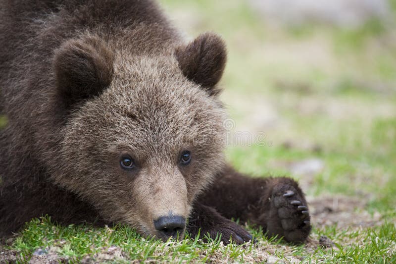 Sad cub stock image. Image of nose, sleep, tiny, close - 5715253