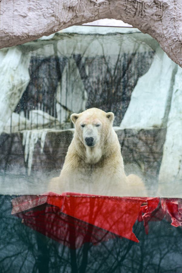 The she-bear and the Bear Cub Play Stock Photo - Image of captivity ...