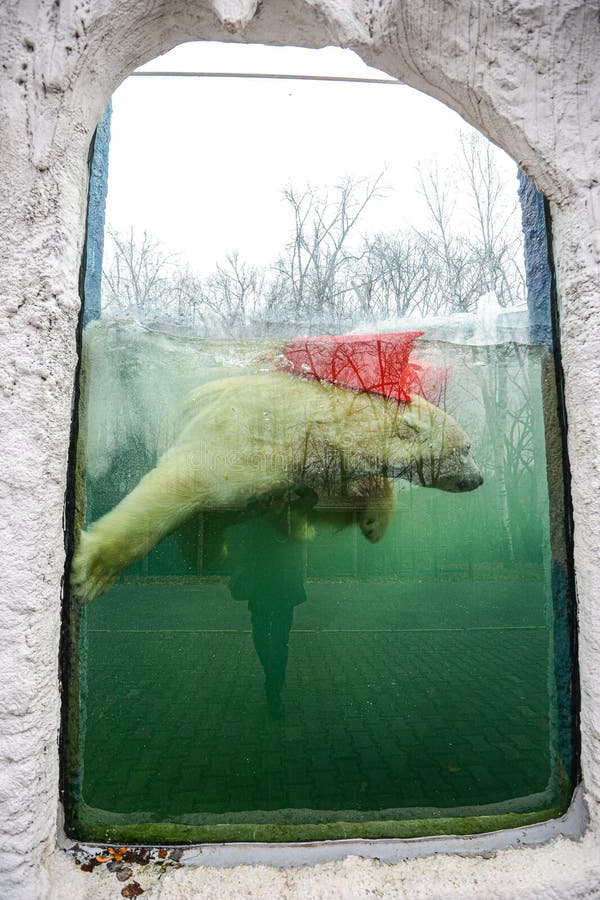 The she-bear and the Bear Cub Play Editorial Photo - Image of polar ...