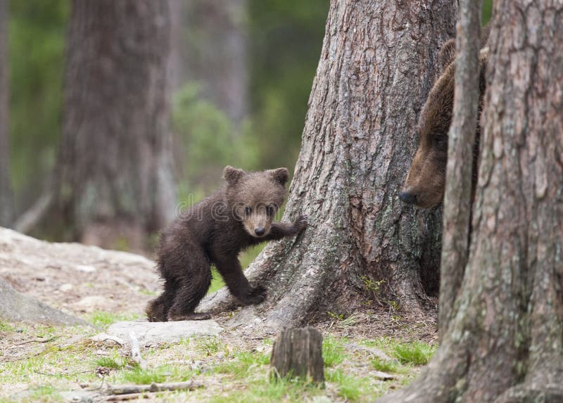 A bear cub stock photo. Image of wild, brown, forest - 42436740