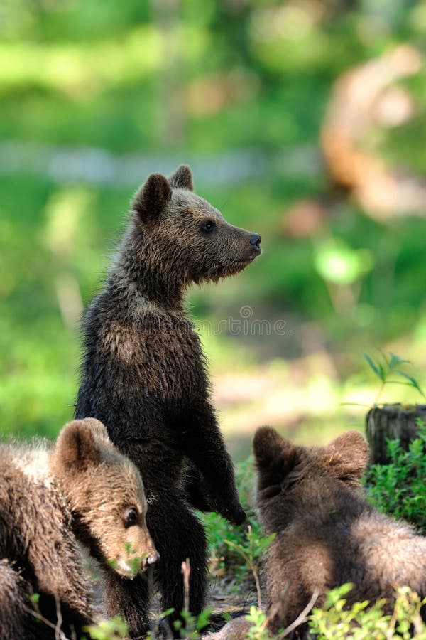 Bear cub standing stock photo. Image of summer, little - 27743164