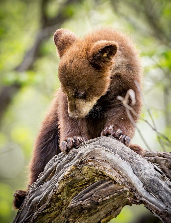 Bear Cub Struggles Getting Down from High Tree Branch Stock Photo ...