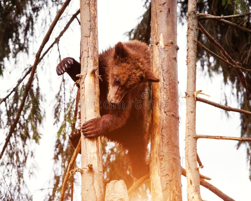 Bear cub on the tree stock photo. Image of bear, nordic - 149691702