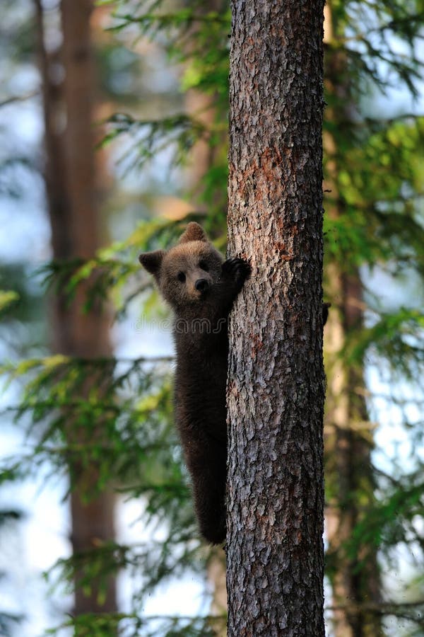 Bear cub on a tree stock photo. Image of ursus, arctos - 28229526