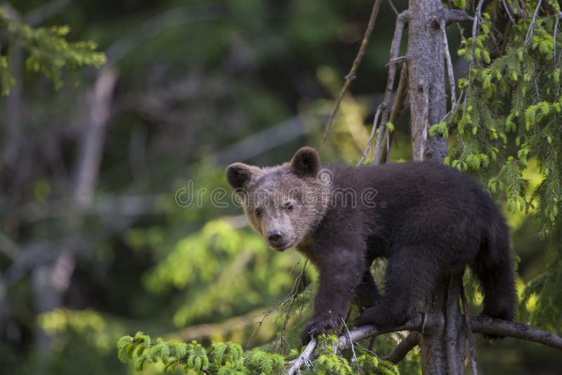 Bear cub in the tree stock image. Image of baby, field - 119250807