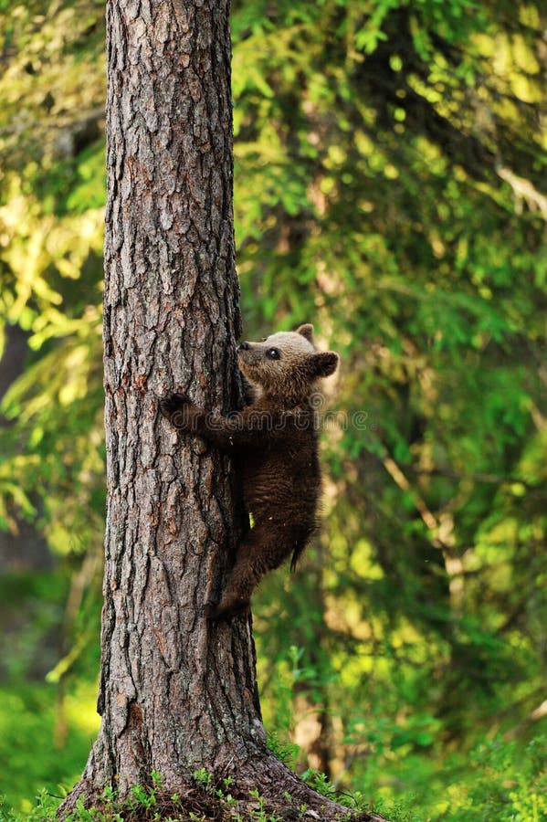 Bear cub on tree stock photo. Image of nordic, summertime - 41497268
