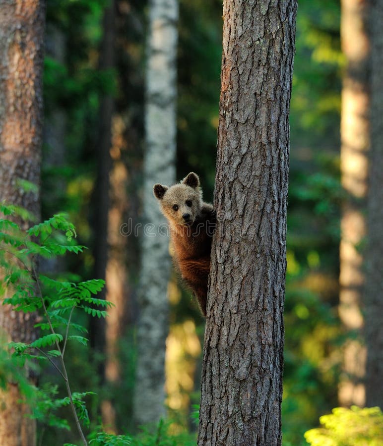 Bear cub on a tree stock photo. Image of small, tree - 33799048