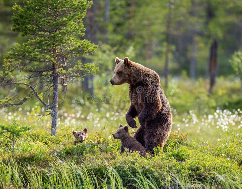 She-bear with Cubs in a Forest Glade. White Nights Stock Image - Image ...