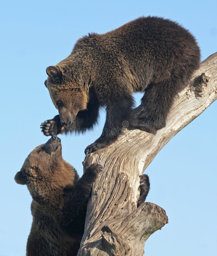 Bear cubs play stock photo. Image of brown, tree, play - 37713378