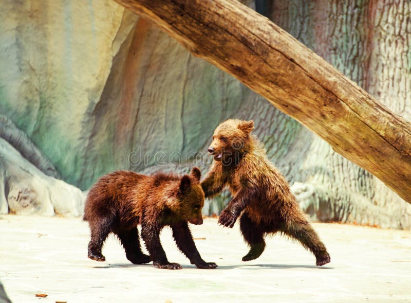 Bear cubs playing stock image. Image of nordic, baby - 156016137
