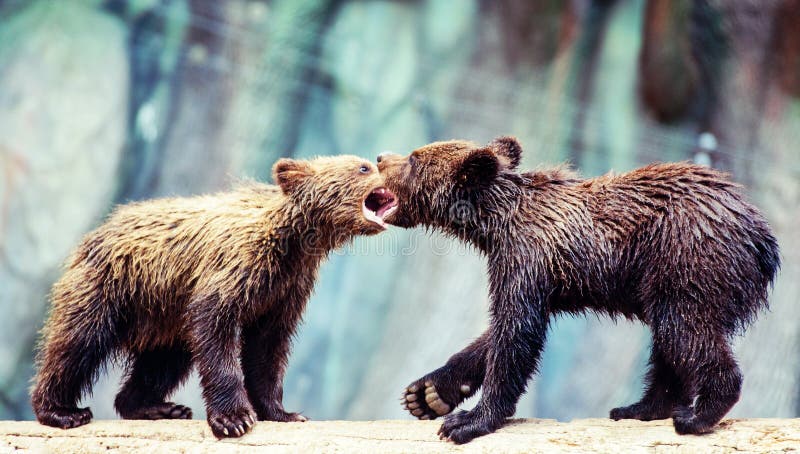 Bear cubs playing stock photo. Image of park, grizzly - 156016100