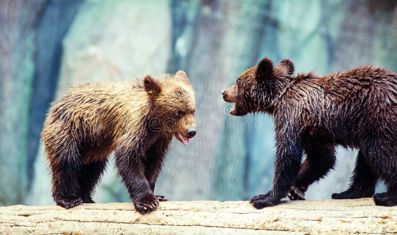 Bear cubs playing stock image. Image of nordic, baby - 156016137
