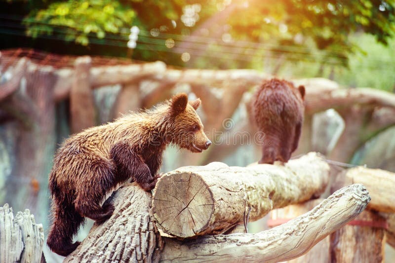 Bear cubs playing stock image. Image of evening, family - 156016139