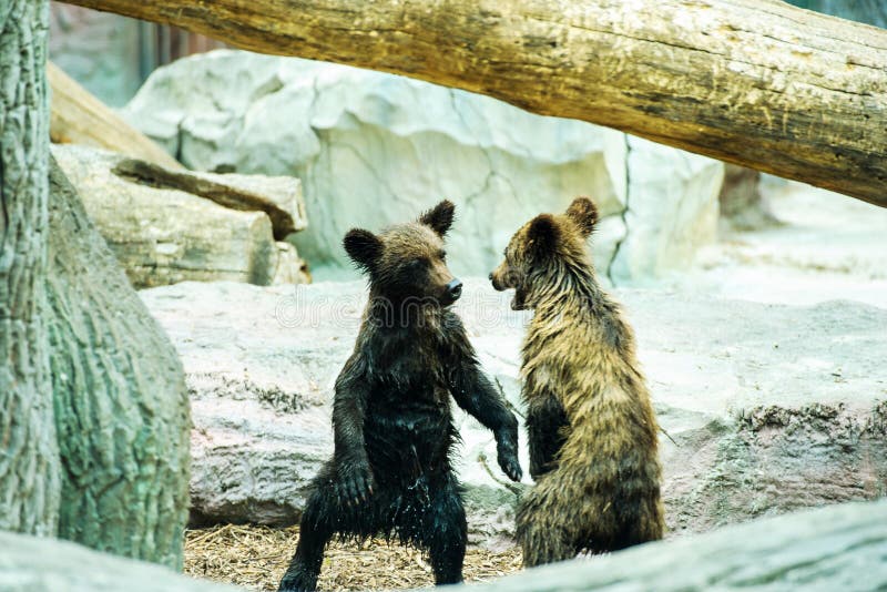 Bear cubs playing stock image. Image of chill, arctos - 156061201