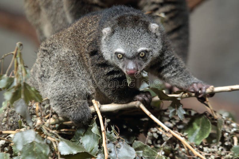 Bear cuscus stock photo. Image of mammal, bear, sulawesi - 376743530