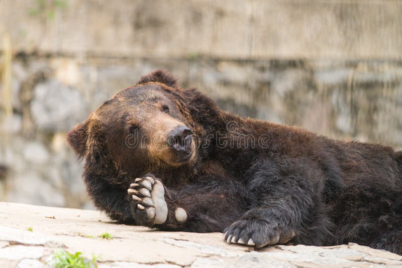 Bear stock photo. Image of animals, cute, happy, grizzley - 30932976
