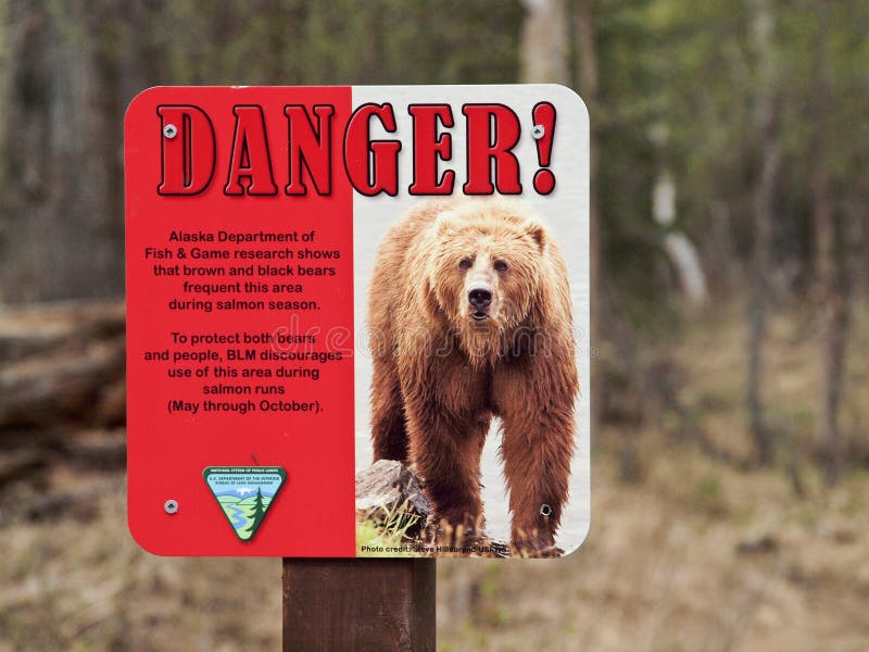 Bear danger stock photo. Image of game, wilderness, forest - 40114426