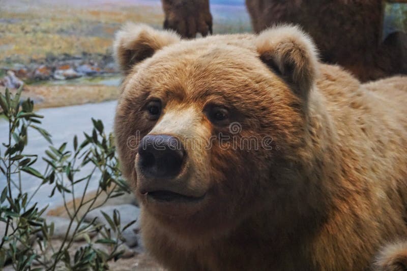 Bear Display in the Field Museum Editorial Photography - Image of ...