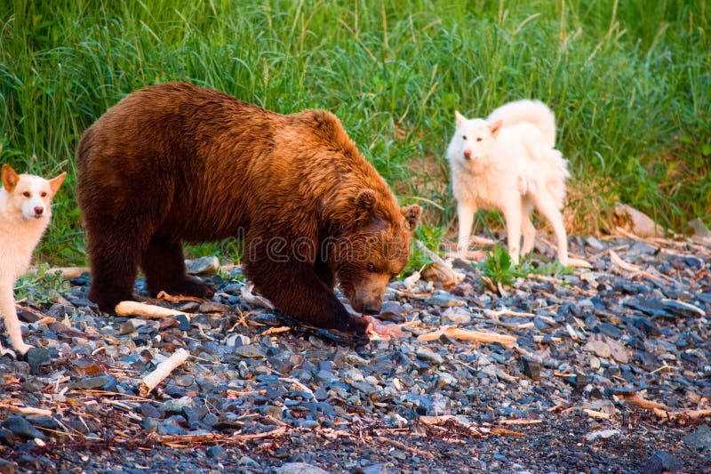 Bear and dog stock image. Image of wood, reserve, shore - 19465509
