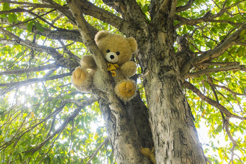 Bear doll on the tree stock image. Image of green, childhood - 70817613
