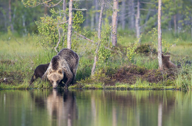 Bear drinking water stock image. Image of summer, wildlife - 90521393