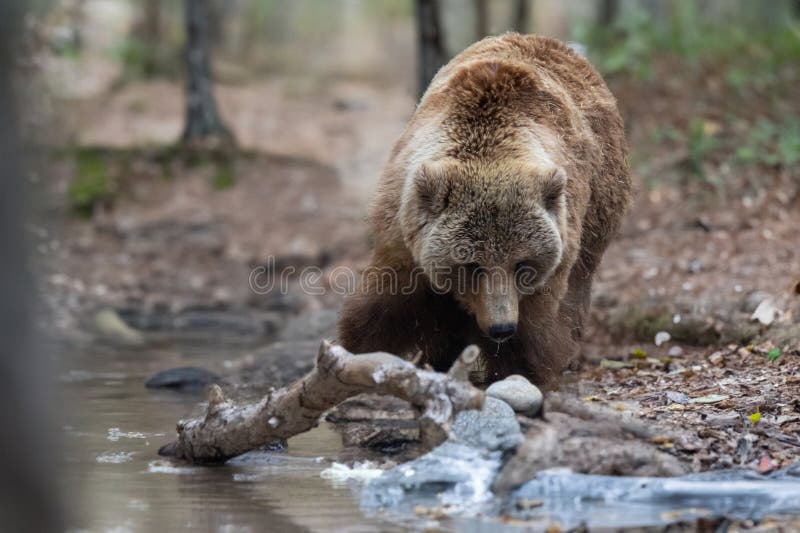 The Bear is Drinking Water from a Small Pool of Water Stock Photo ...