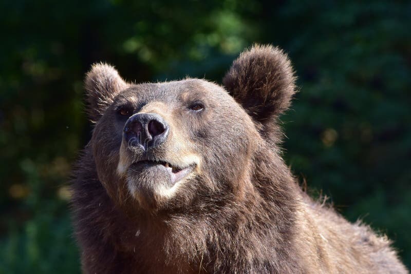 Bear stock photo. Image of ursus, park, green, predator - 77617676