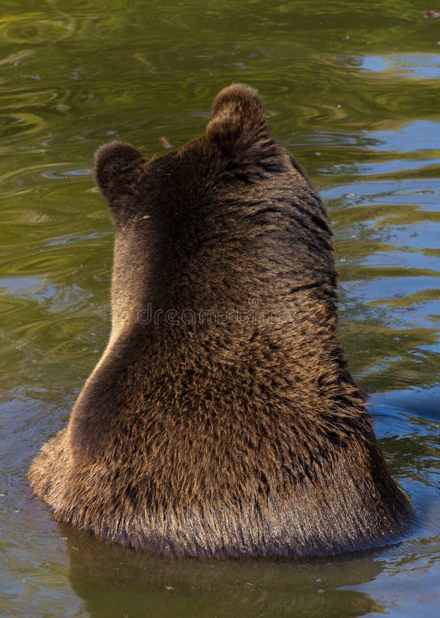 Bear ears stock image. Image of water, brown, animal - 42727605