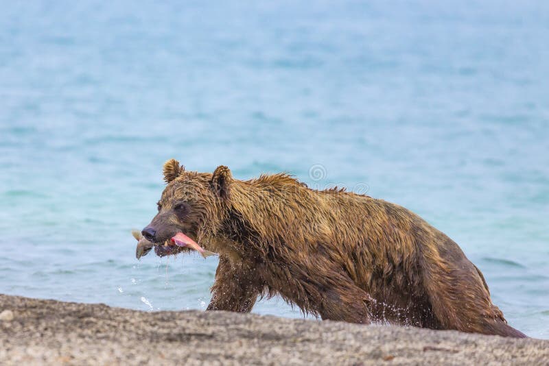 Bear eating fish stock photo. Image of mighty, animal - 92908574