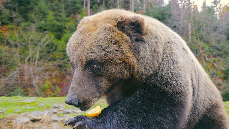 Bear Eating Fruit in Forest. a Close-up Shot of a Brown Bear Eating a ...
