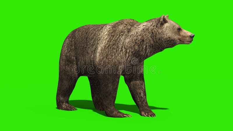Bear Eats Green Screen Front 3D Rendering Animation 4K Stock Footage ...