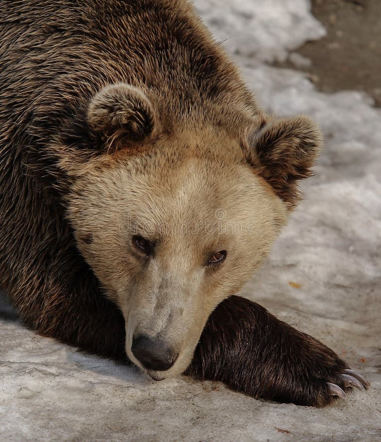 Sleepy Big Bear stock photo. Image of sleep, sleeping - 94990570