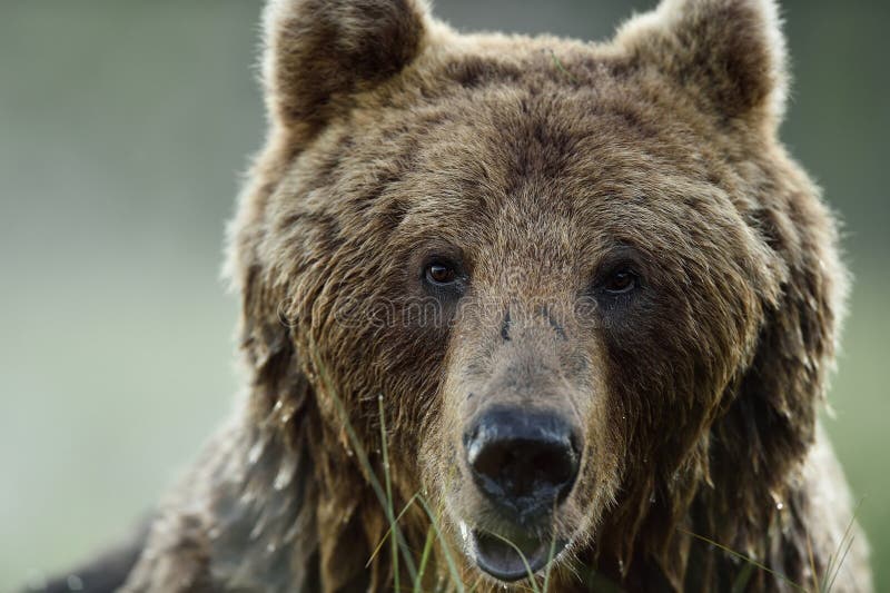 Bear face. bear portrait stock image. Image of close - 140374007