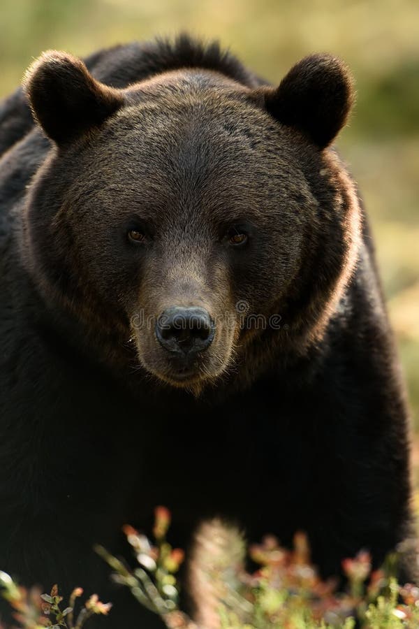 The face of a bear stock photo. Image of claws, resting - 42349512