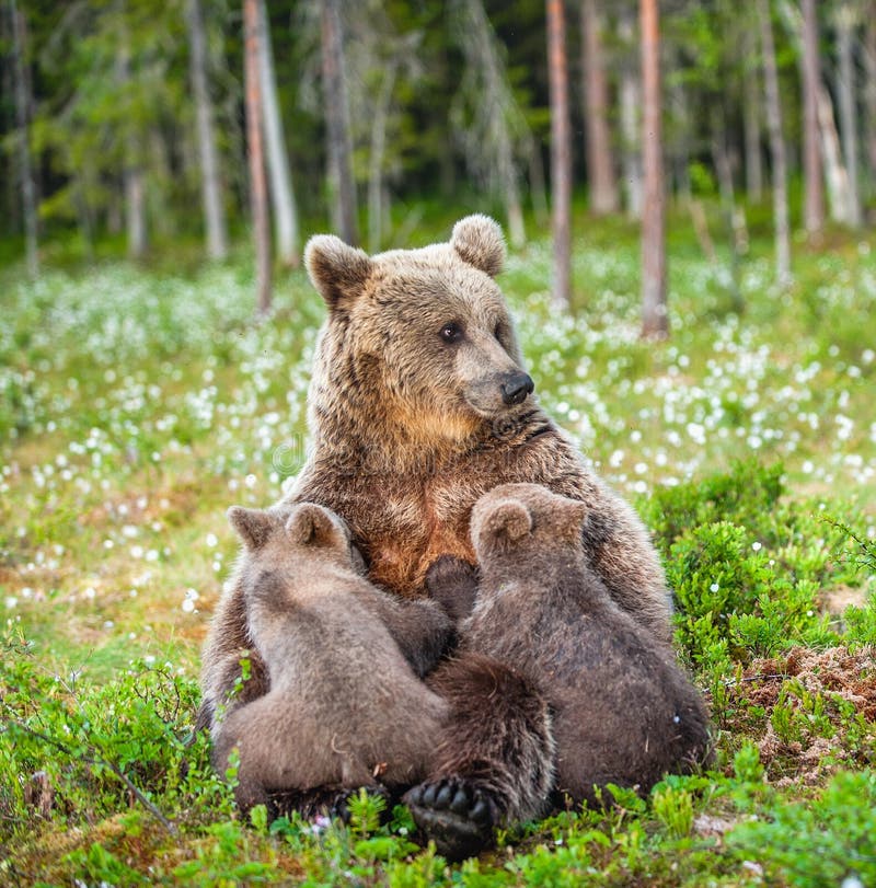 She-Bear Feeding Breast Milk Cubs. Brown Bear, Scientific Name: Ursus ... She-Bear Feeding Breast Milk Cubs. Brown Bear, Scientific Name: Ursus ...