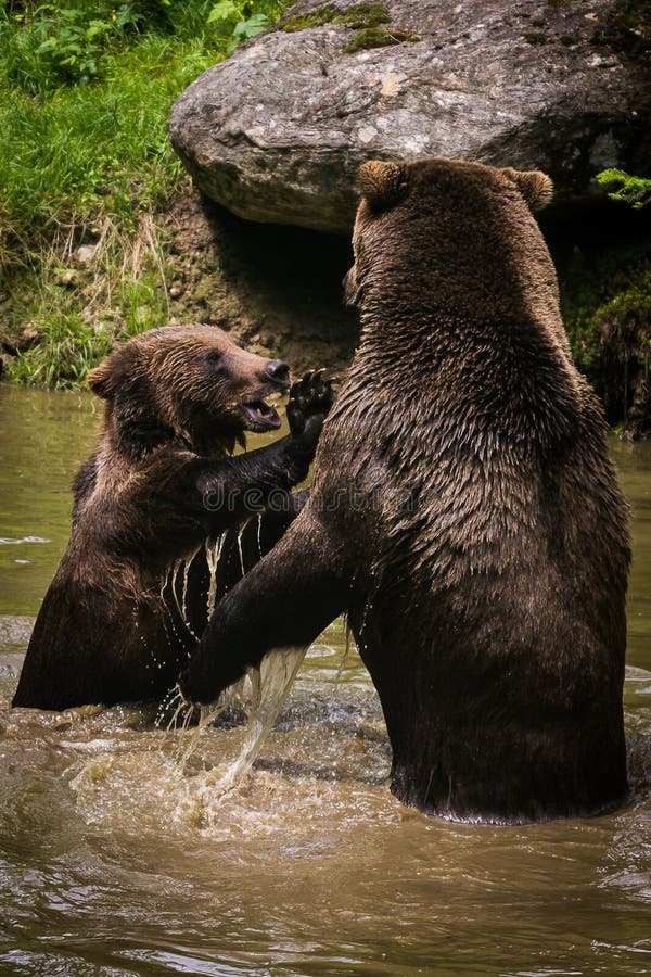 Bear fight stock image. Image of brown, animal, head - 27426415