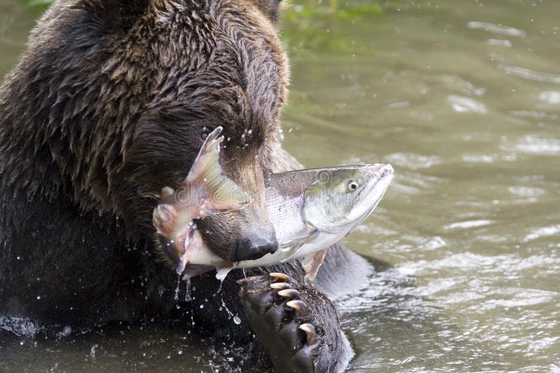 Bear and fish stock photo. Image of brown, mammal, bear - 12006972