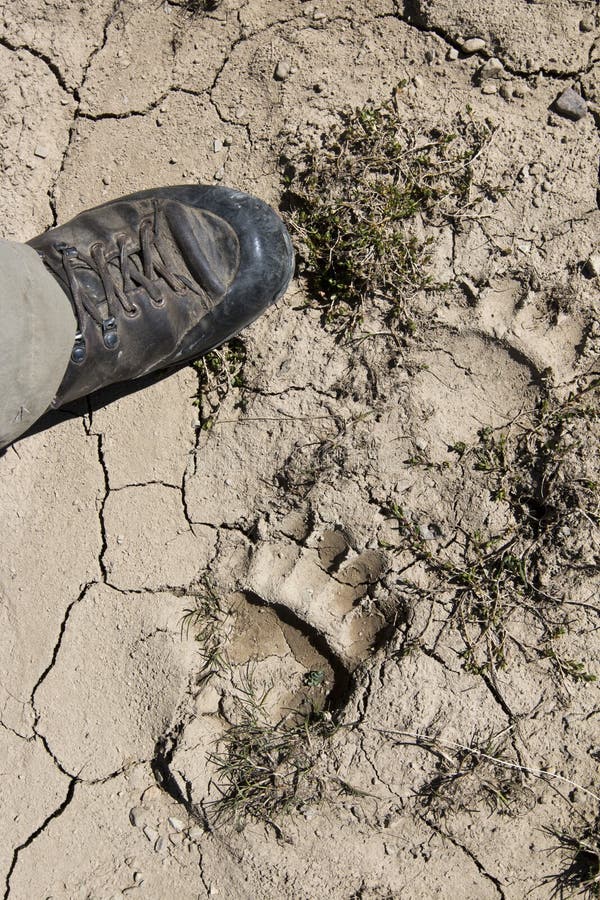Bear foot print stock image. Image of footprint, outdoor - 51182577