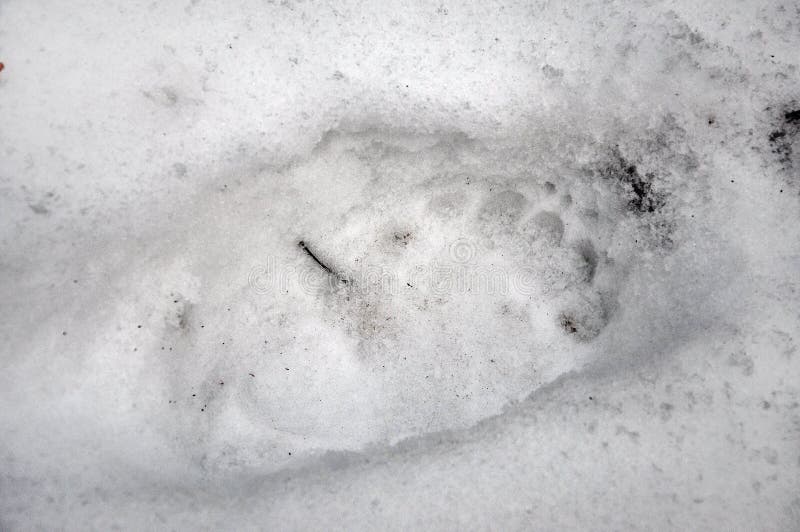 Bear foot step in snow stock photo. Image of pathway - 36810912